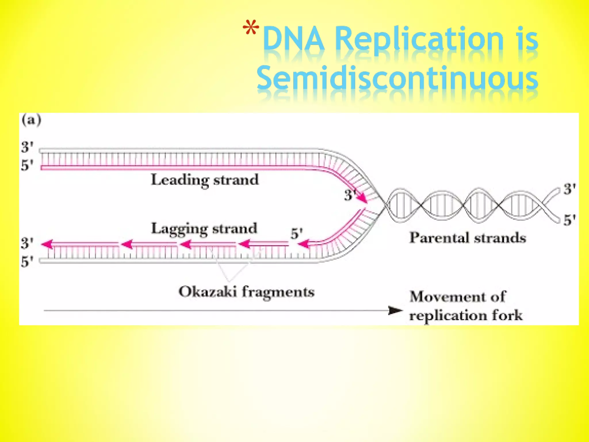 DNA replication and repair | PPT