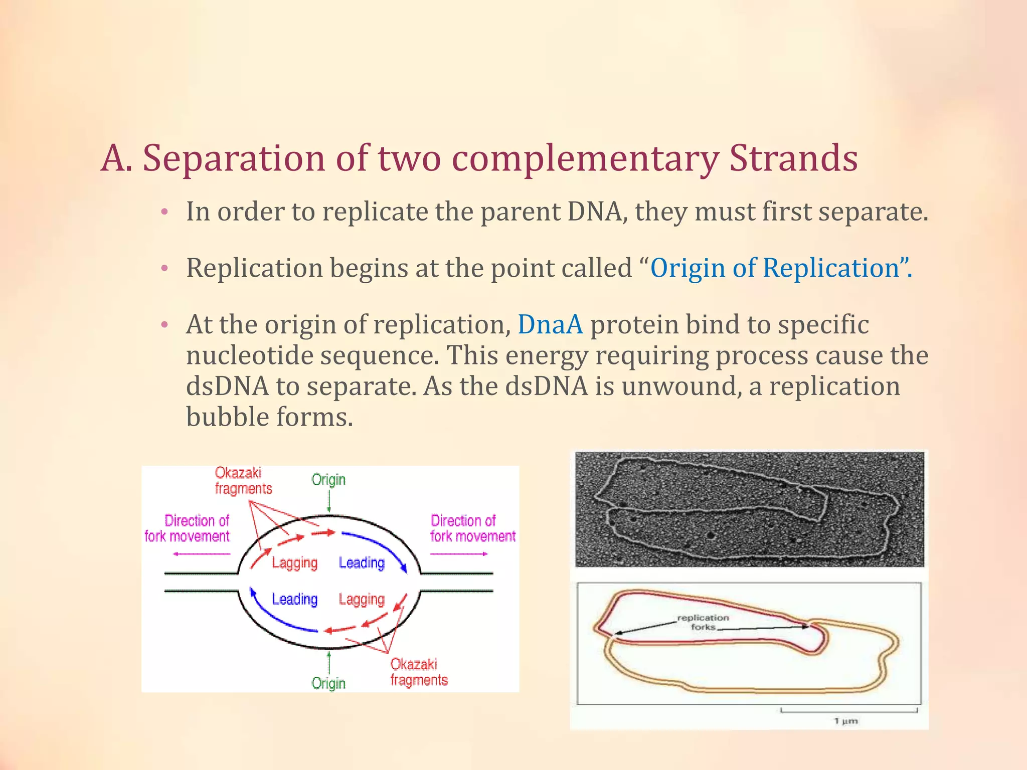 DNA replication and repair | PPTX