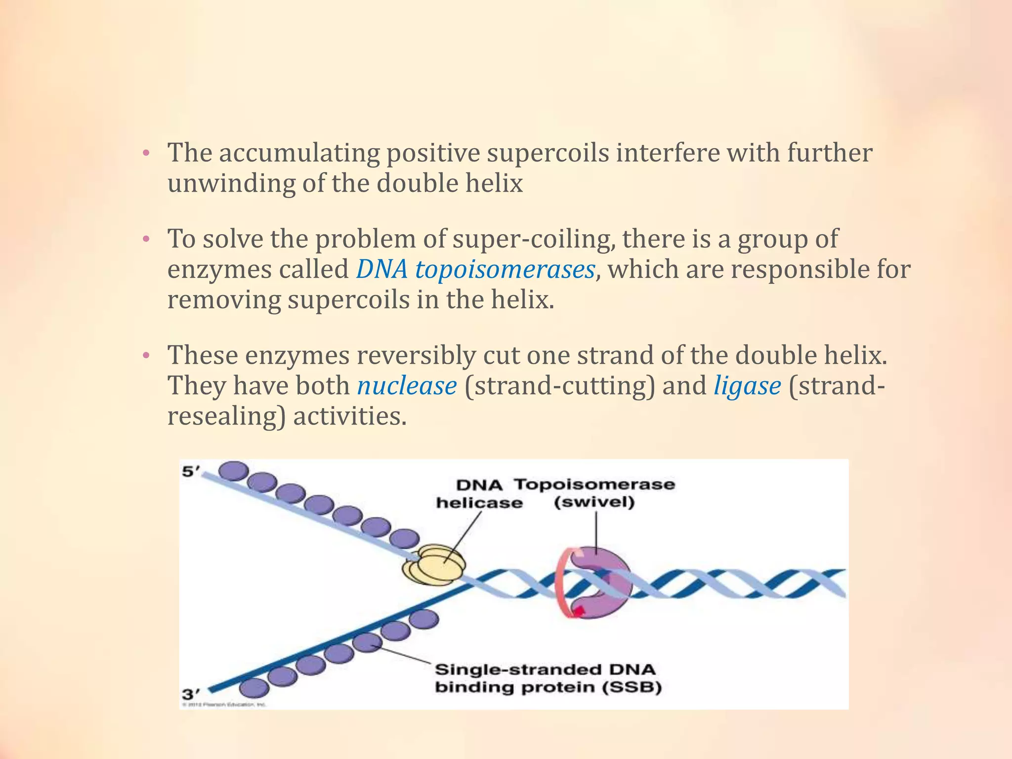 DNA replication and repair | PPTX