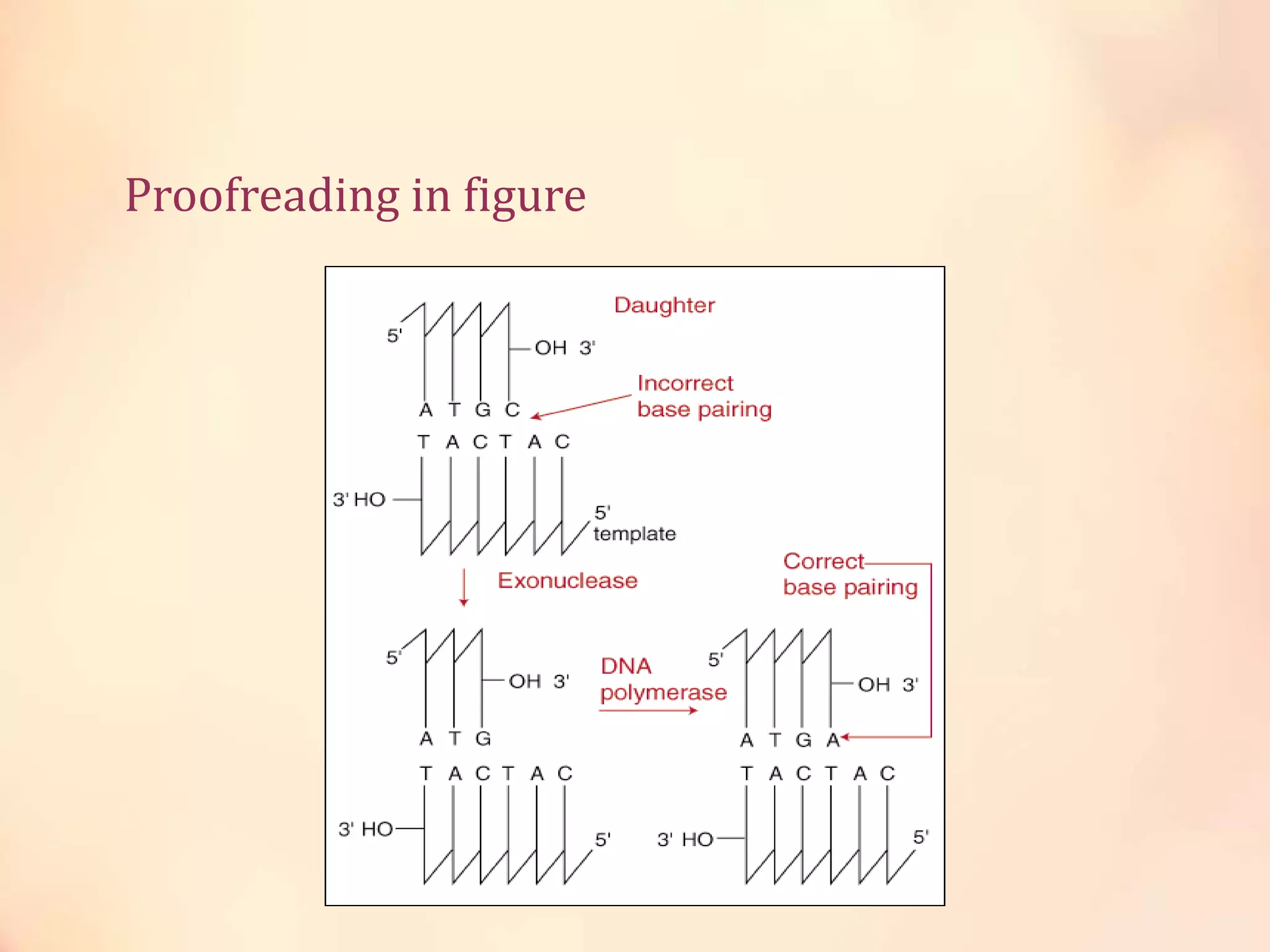DNA replication and repair | PPTX