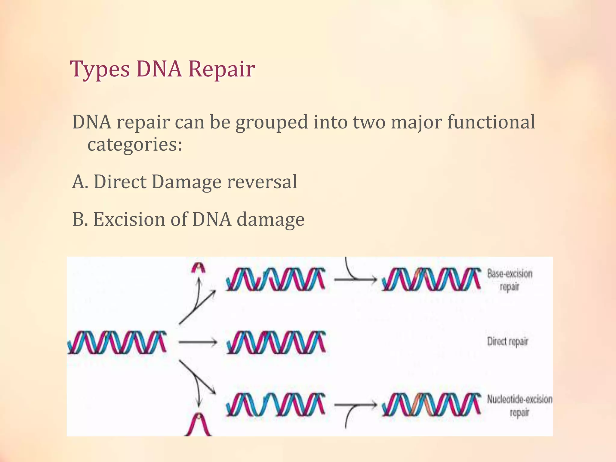 DNA replication and repair | PPTX