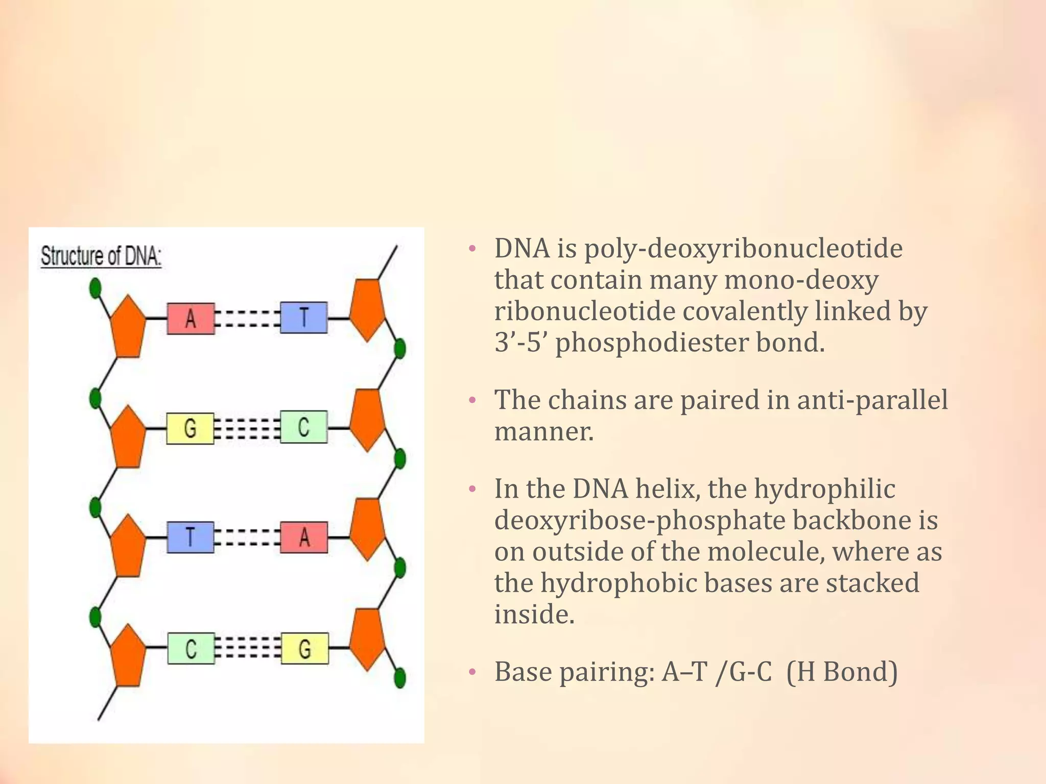 DNA replication and repair | PPTX
