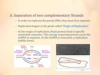DNA replication and repair | PPTX