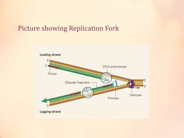 DNA replication and repair | PPTX | Chemistry | Science