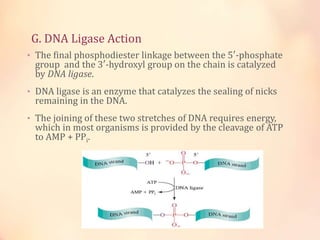 DNA replication and repair | PPTX