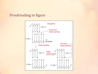 DNA replication and repair | PPTX