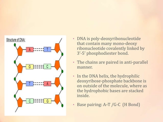 DNA replication and repair | PPTX | Chemistry | Science