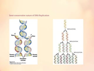 DNA replication and repair | PPTX