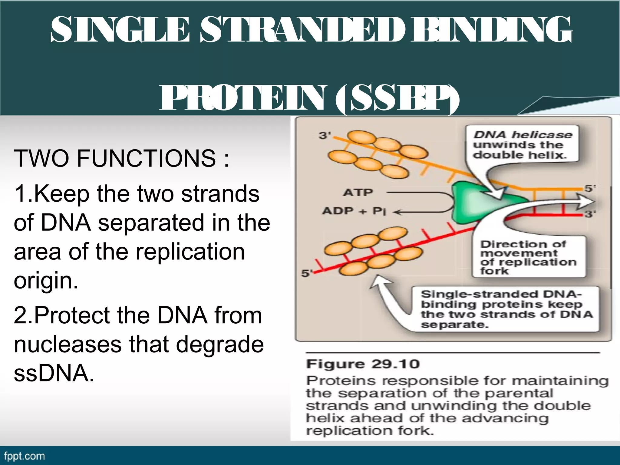 Dna replication and repair | PPT