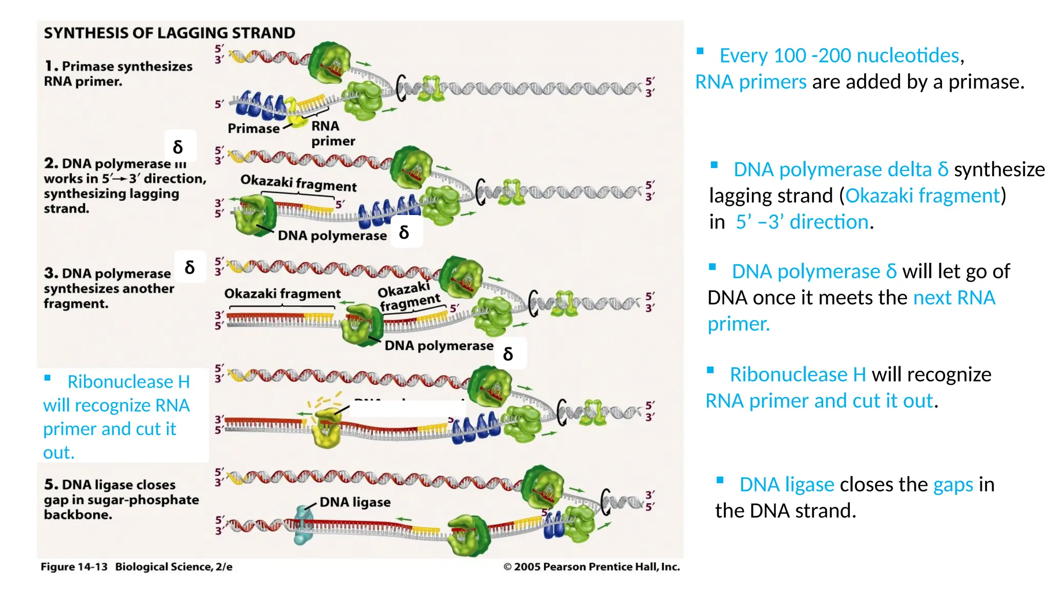 DNA replication and repair (OK) MLT Lecture.pptx