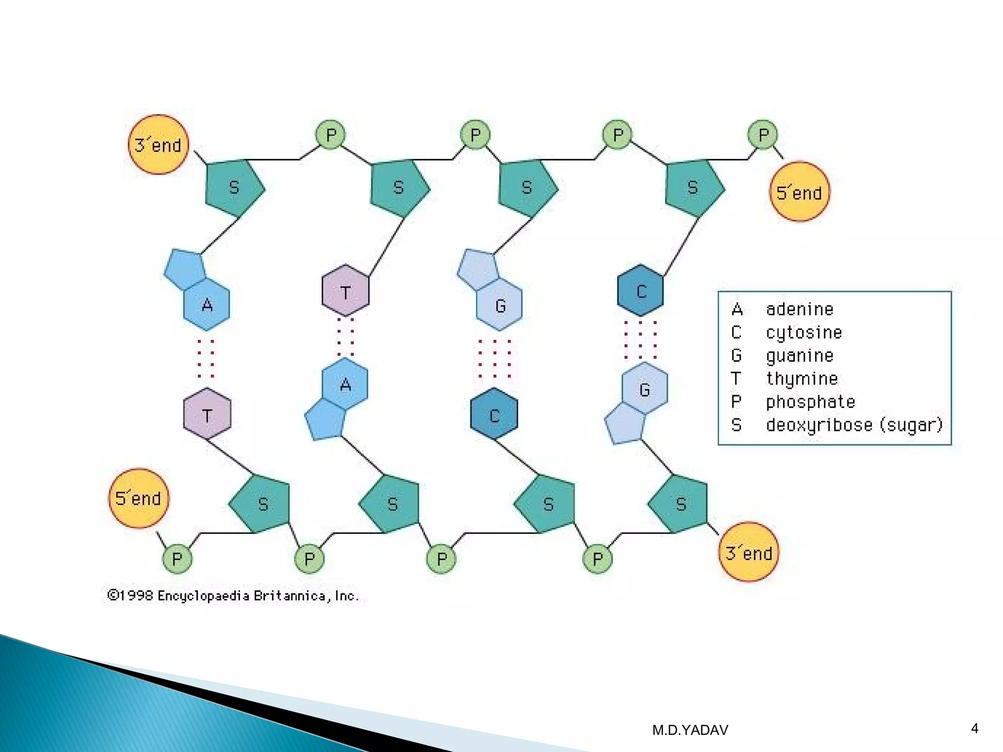 DNA replication and types of DNA | PPT