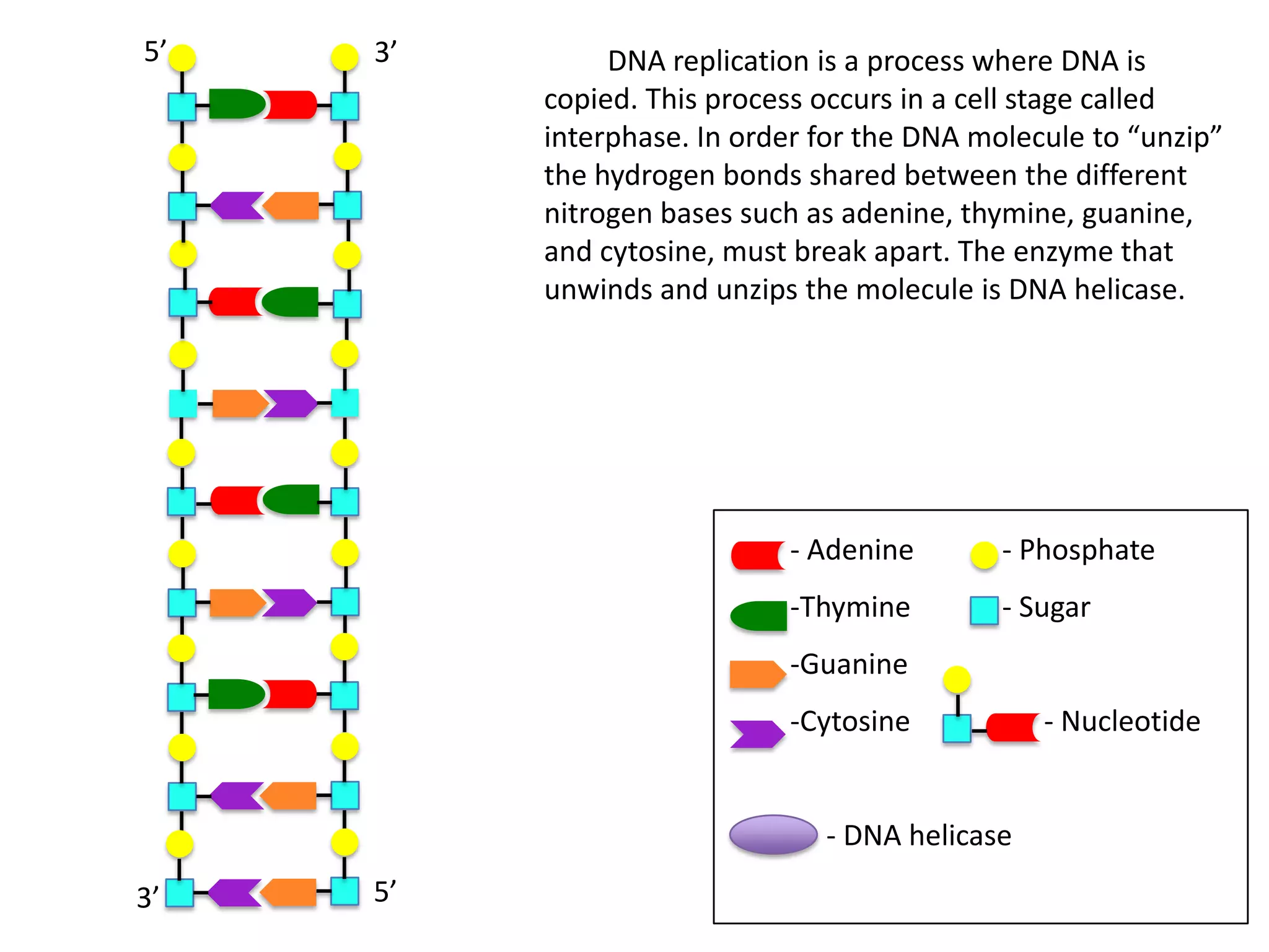 BBizousky_DNA_Replication_Animation | PPTX