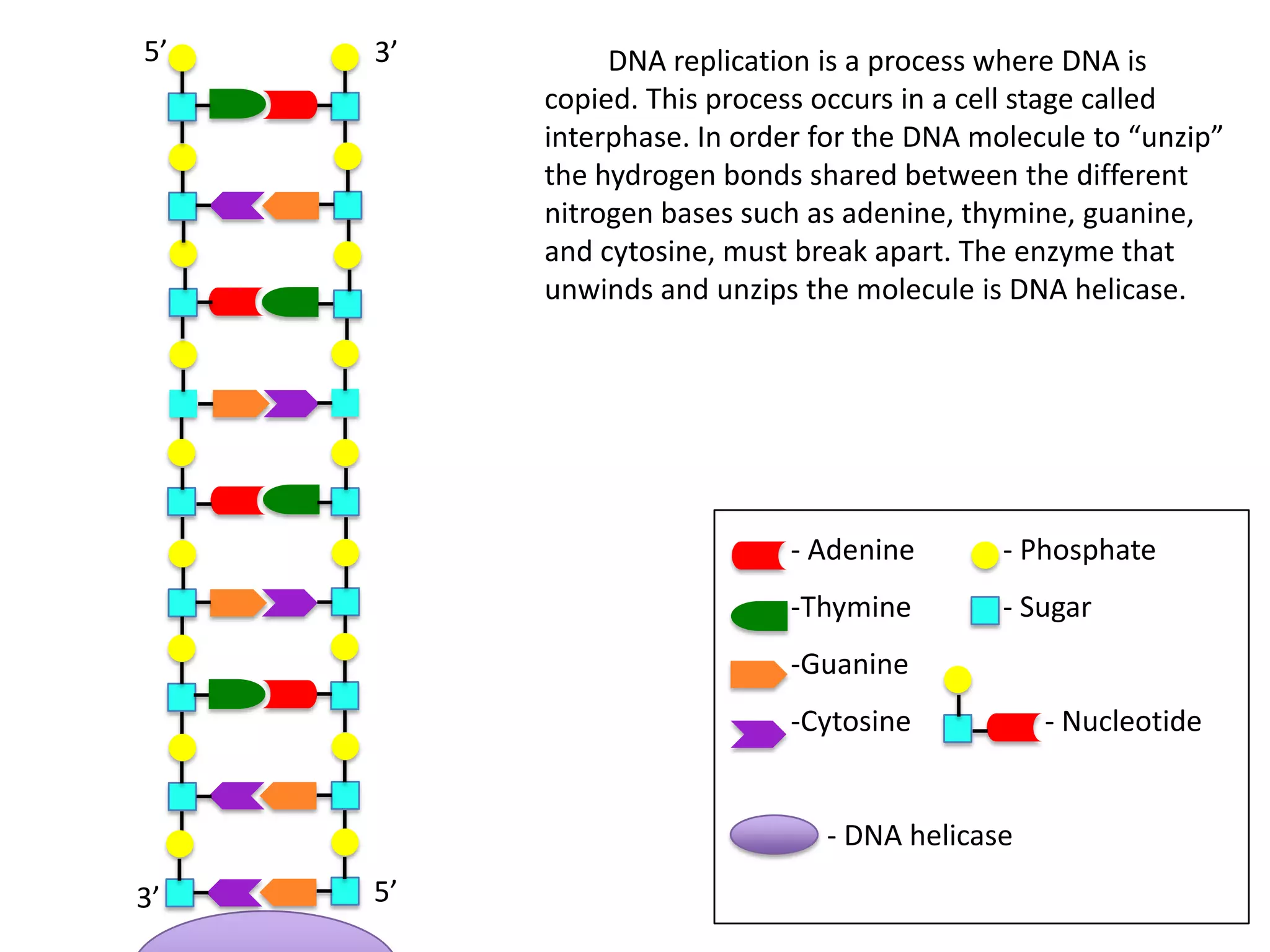 BBizousky_DNA_Replication_Animation | PPTX
