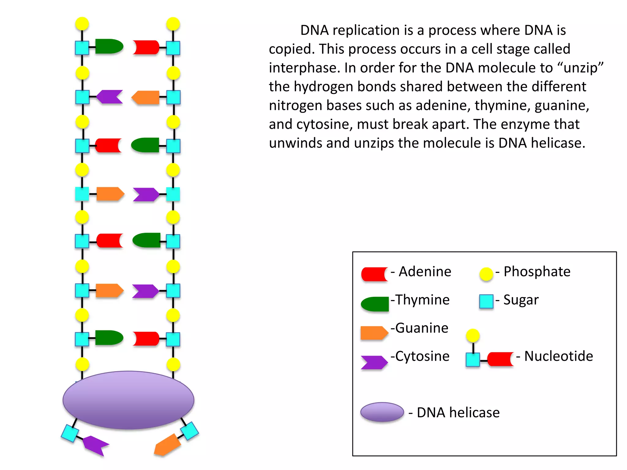 BBizousky_DNA_Replication_Animation | PPTX