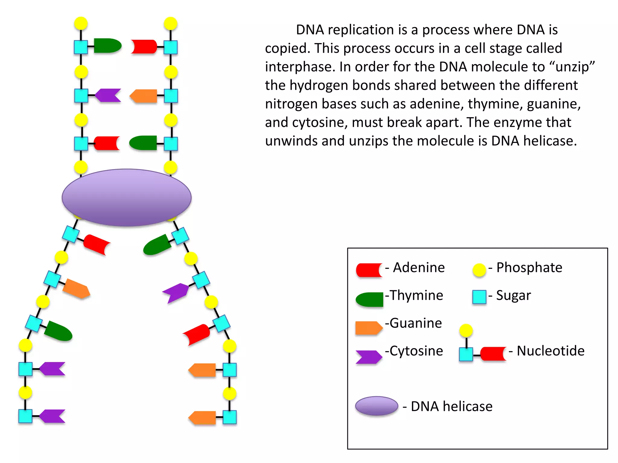 BBizousky_DNA_Replication_Animation | PPTX