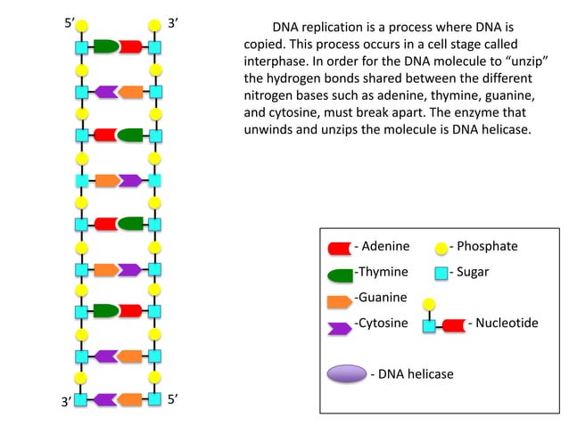BBizousky_DNA_Replication_Animation | PPTX | Chemistry | Science