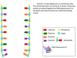 BBizousky_DNA_Replication_Animation | PPTX