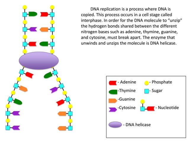 BBizousky_DNA_Replication_Animation | PPTX | Chemistry | Science