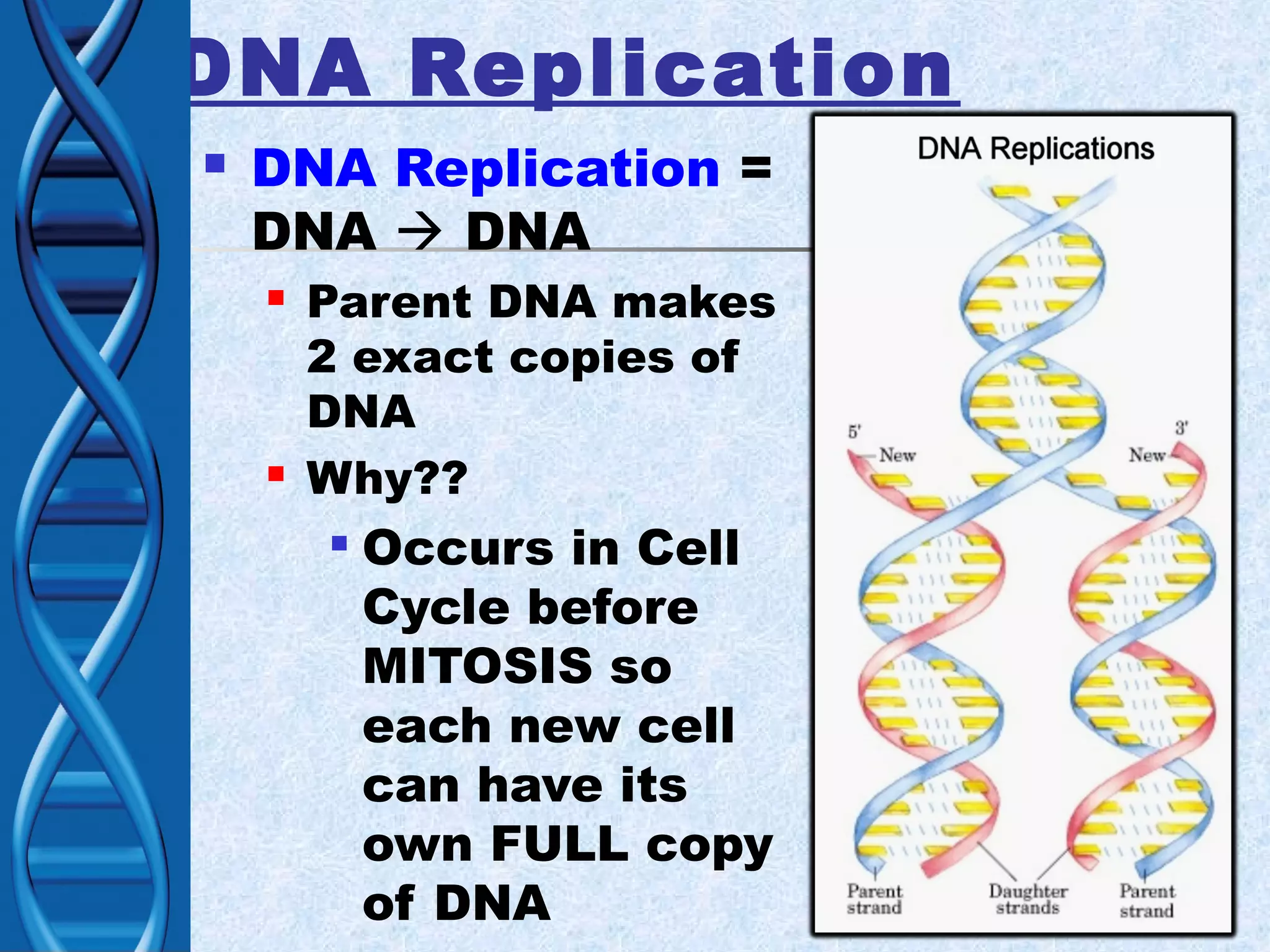 Dna replication b.pharm | PPT