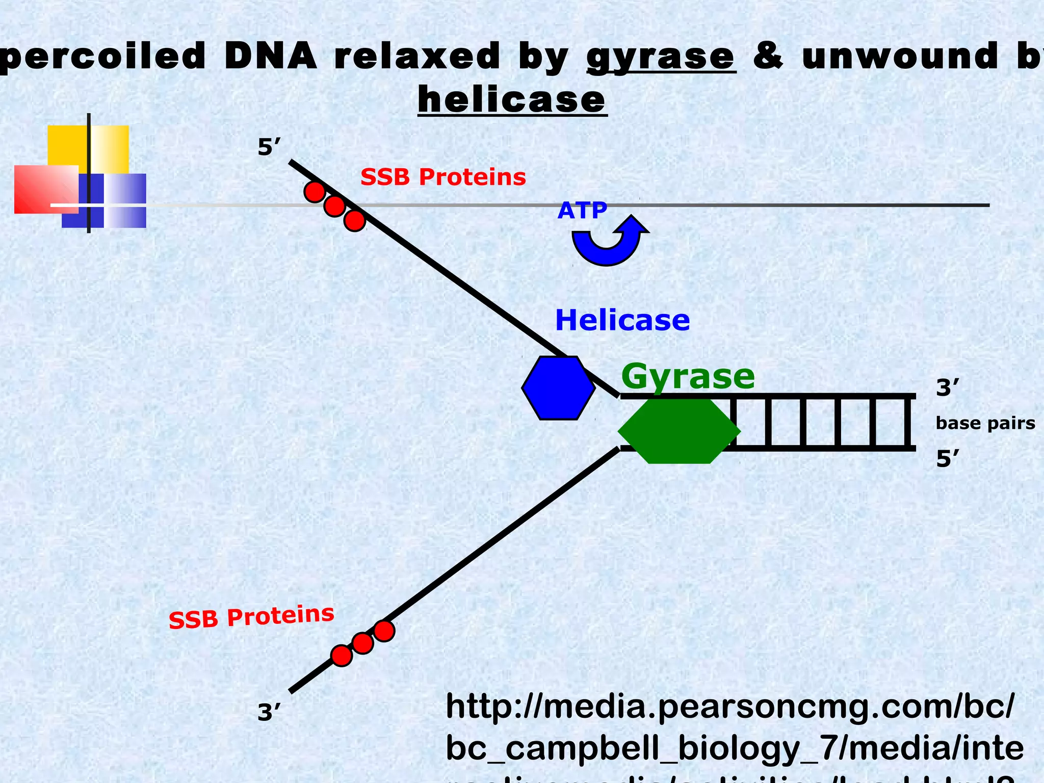 Dna replication b.pharm | PPT