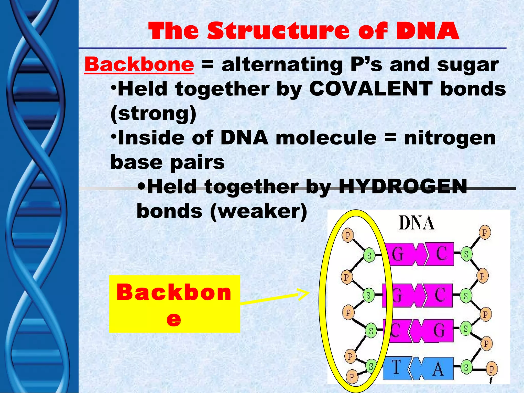 Dna replication b.pharm | PPT