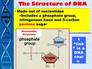 Dna replication b.pharm | PPT