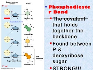 Dna replication b.pharm | PPT