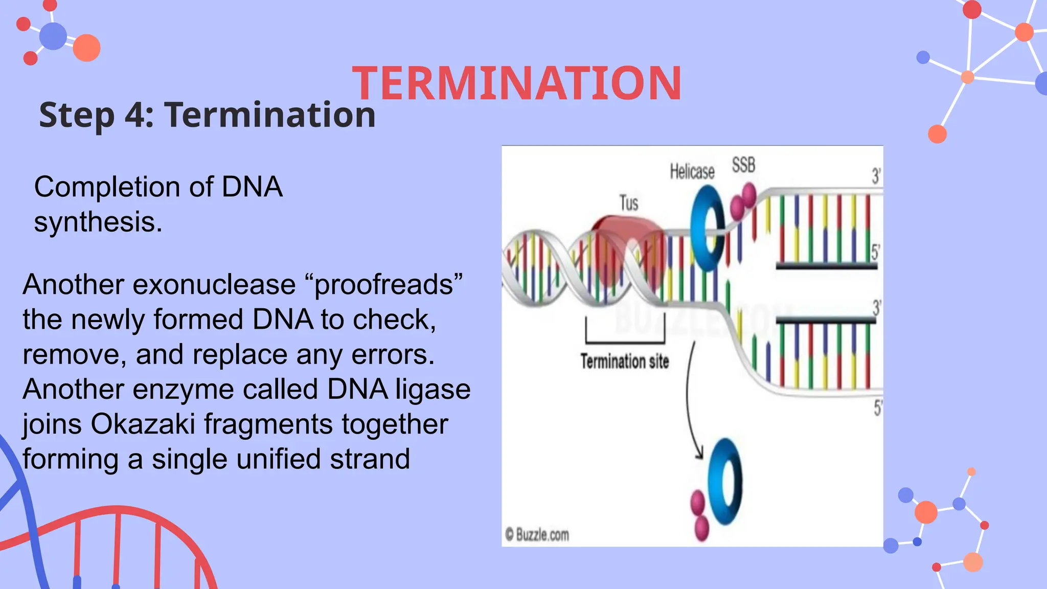 DNA REPLICATION. Bsed science PowerPoint | PPT