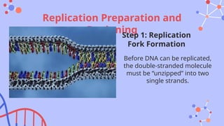 DNA REPLICATION. Bsed science PowerPoint | PPTX