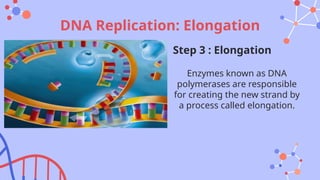 DNA REPLICATION. Bsed science PowerPoint | PPTX