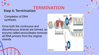 DNA REPLICATION. Bsed science PowerPoint | PPT