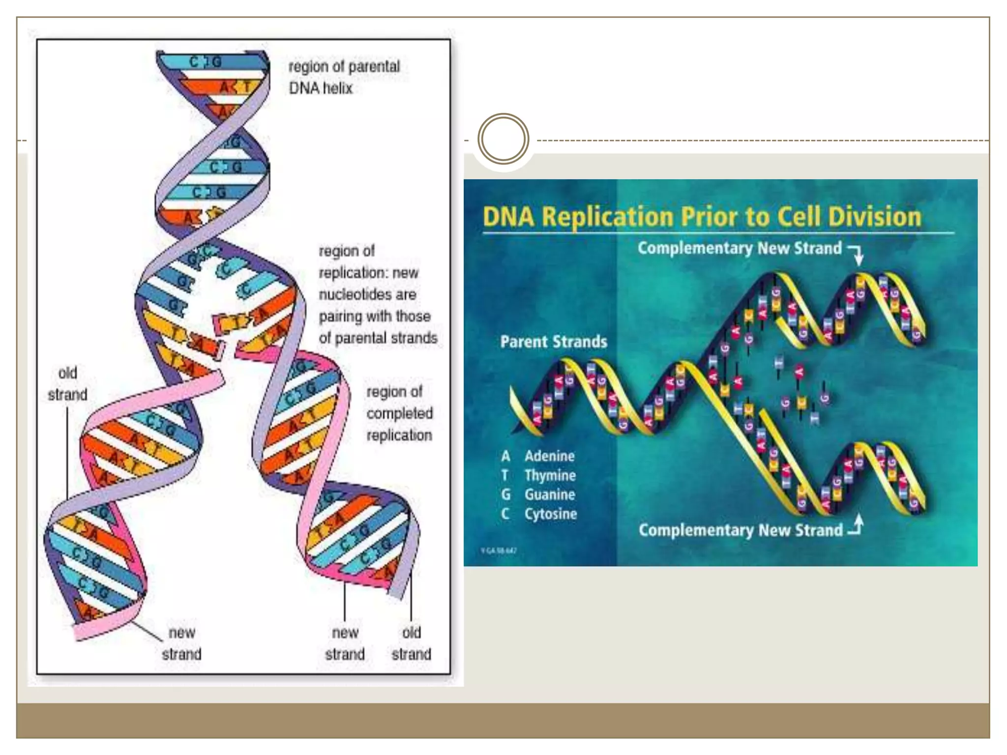 Dna replication bio ii | PPTX