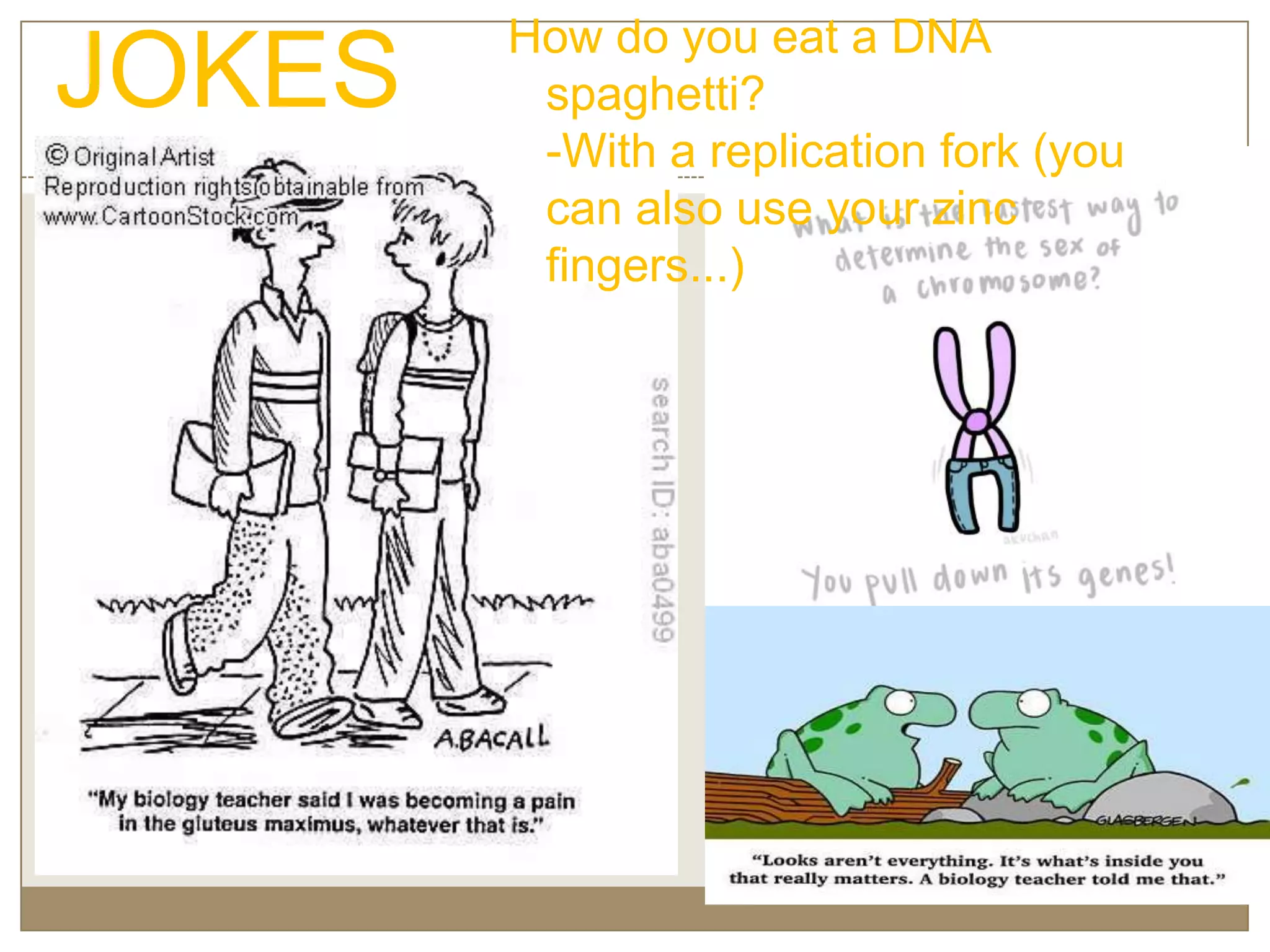 Dna Replication Bio Ii Pptx