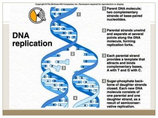 Dna replication bio ii | PPTX