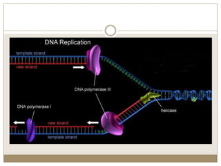 Dna replication bio ii | PPTX