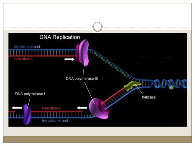 Dna replication bio ii | PPT