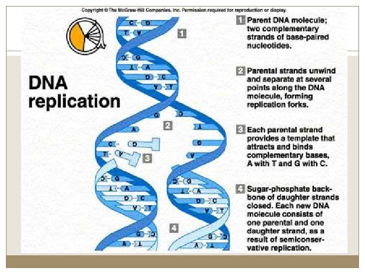 Dna Process