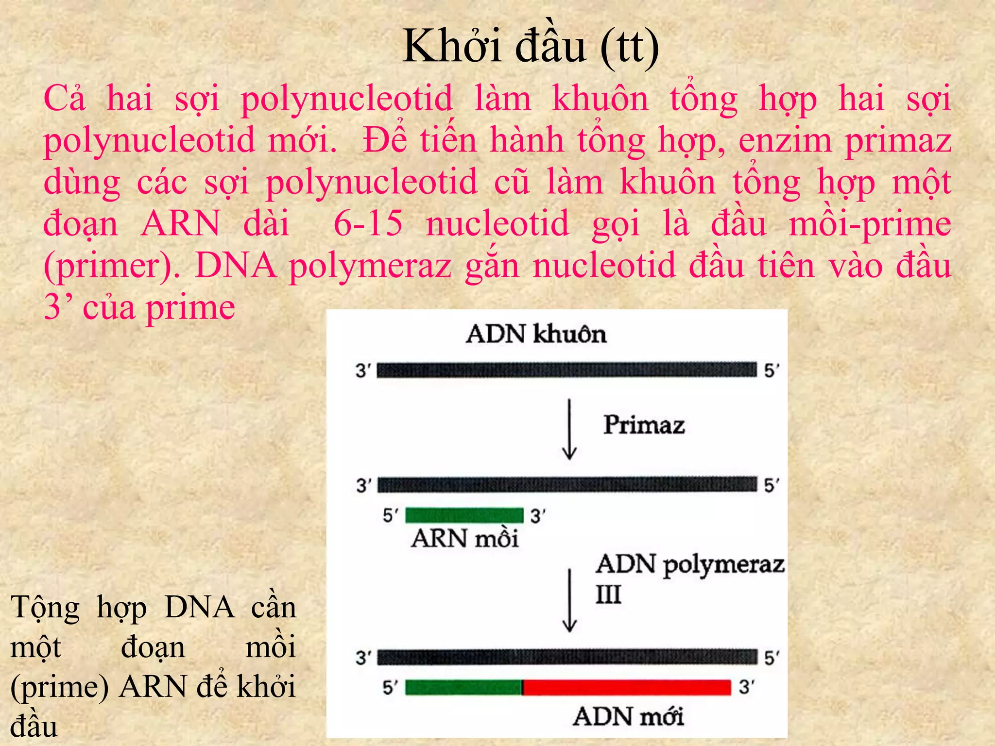 DNA replication_BTL.pptx