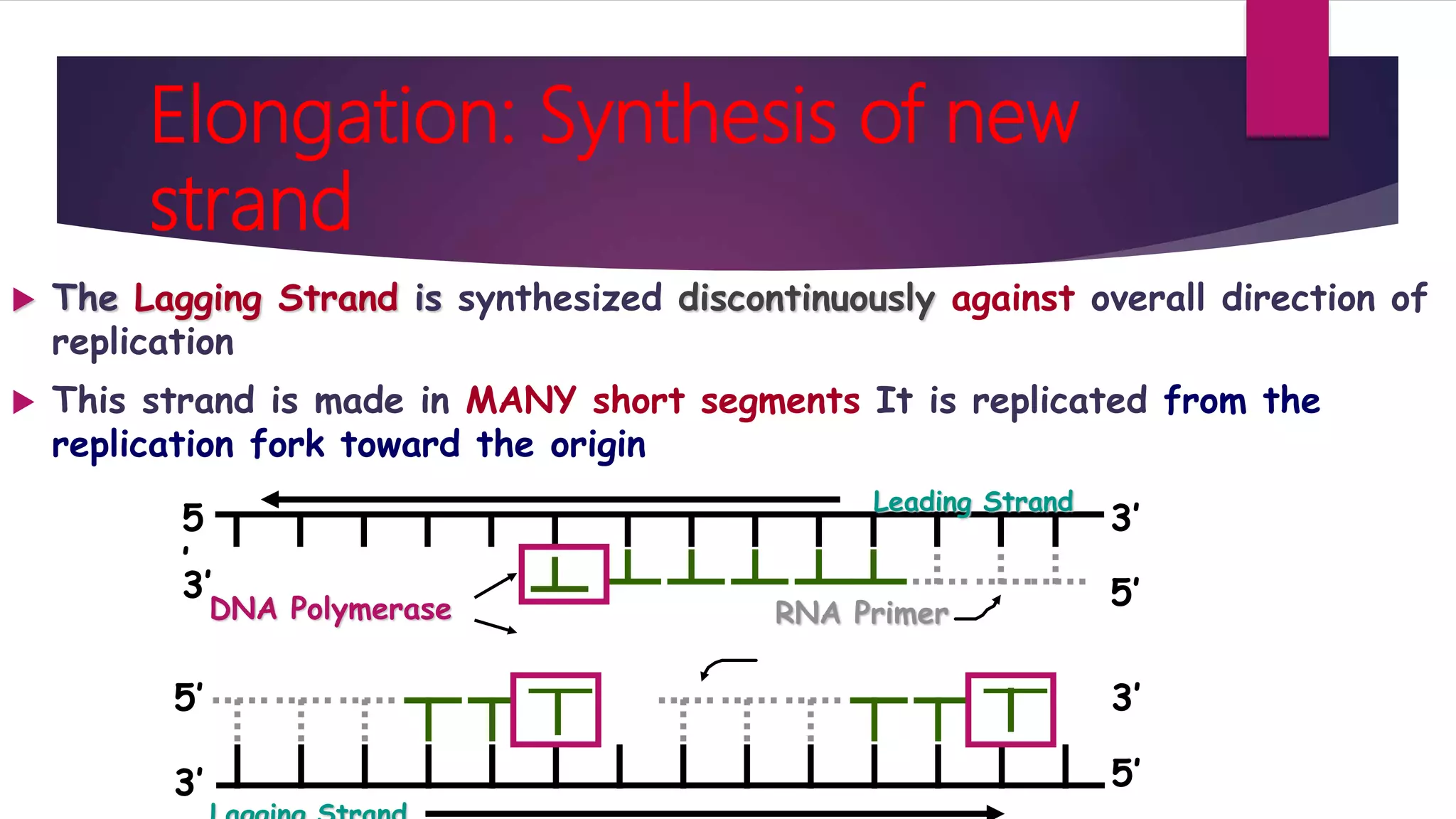 DNA Replication | PPTX