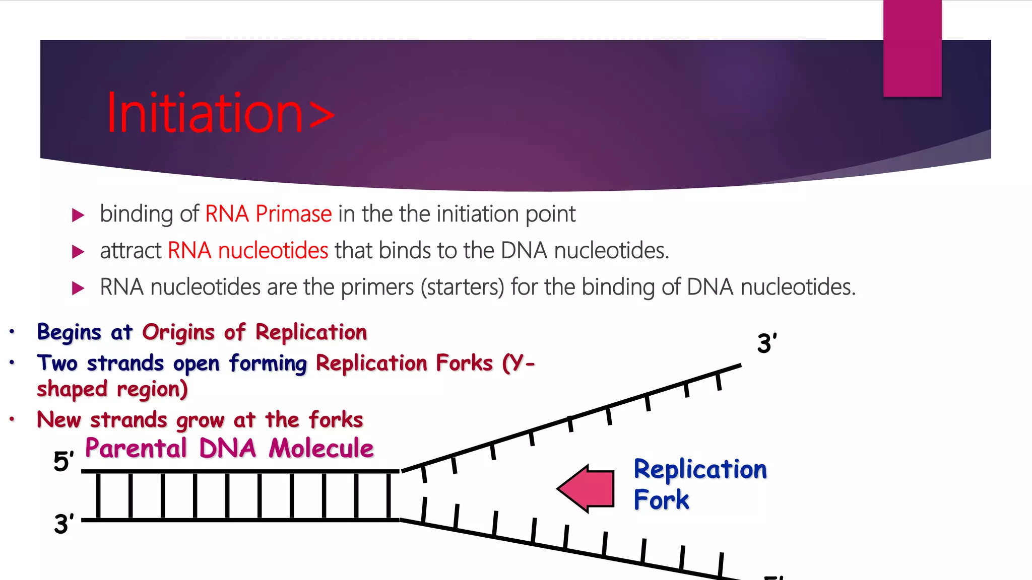 DNA Replication | PPTX