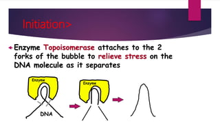 DNA Replication | PPTX