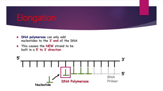 DNA Replication | PPTX