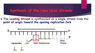 DNA Replication | PPTX