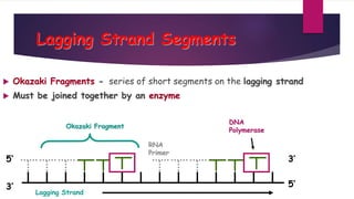 DNA Replication | PPTX