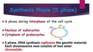 DNA Replication | PPTX