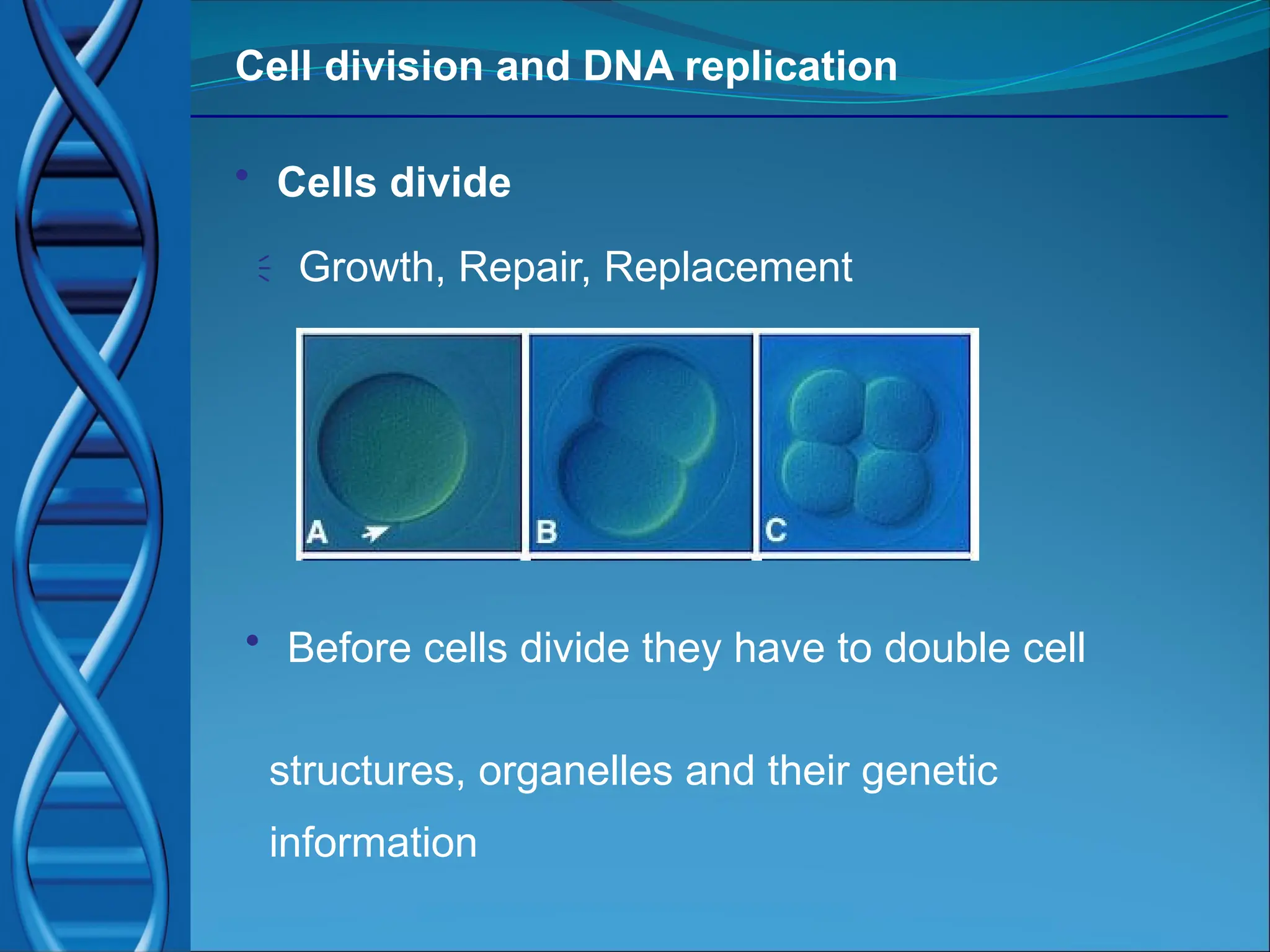 DNA_Replication cell division biology.pptx