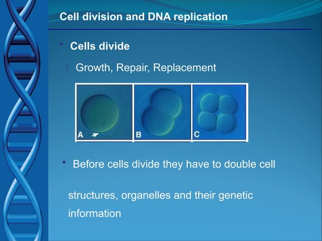DNA_Replication cell division biology.pptx