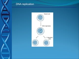 DNA_Replication cell division biology.pptx
