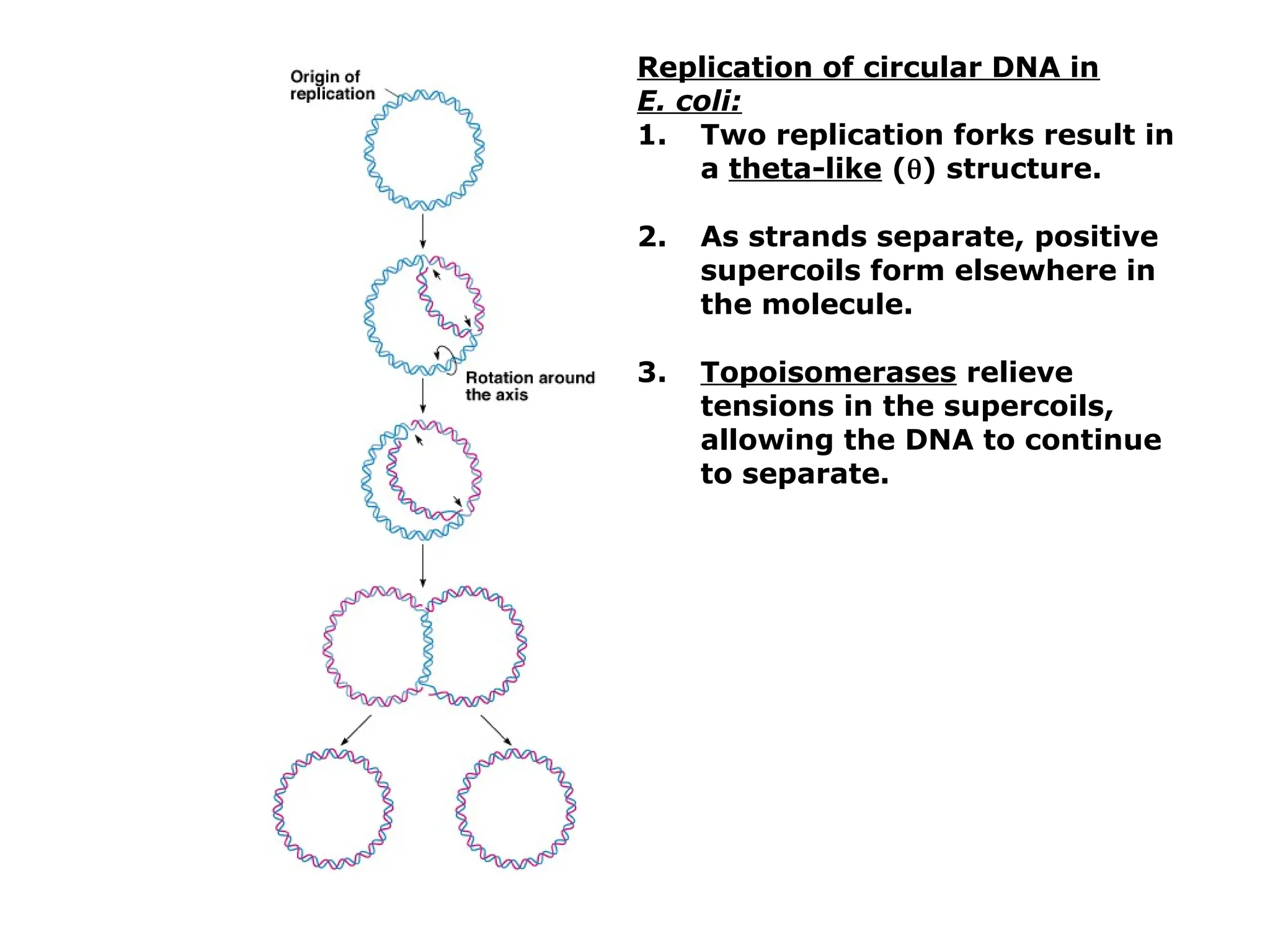 DNA Replication chapter for study purpose.ppt