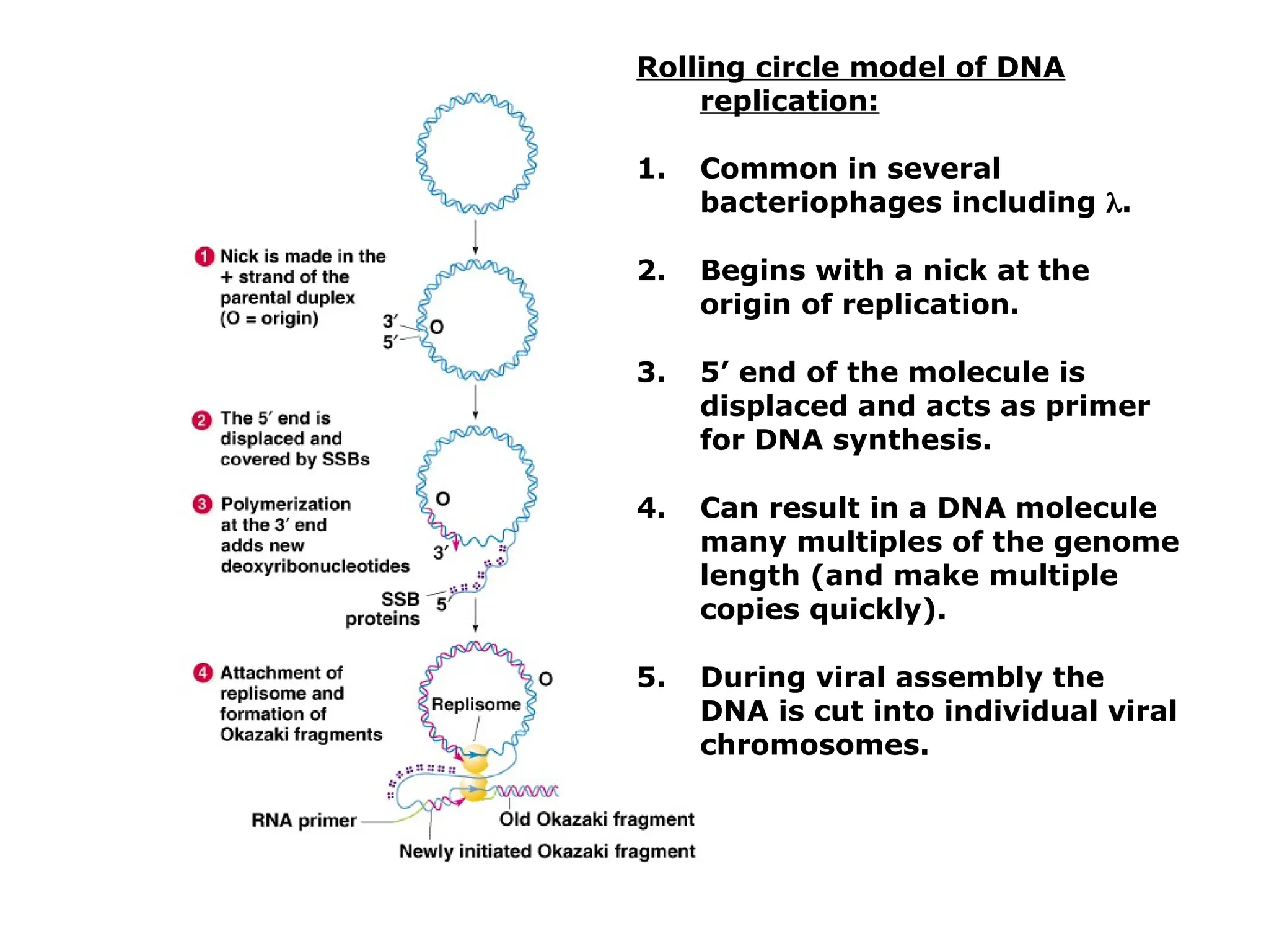 DNA Replication chapter for study purpose.ppt